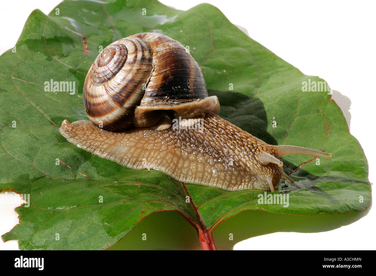 snail shell close up Stock Photo - Alamy