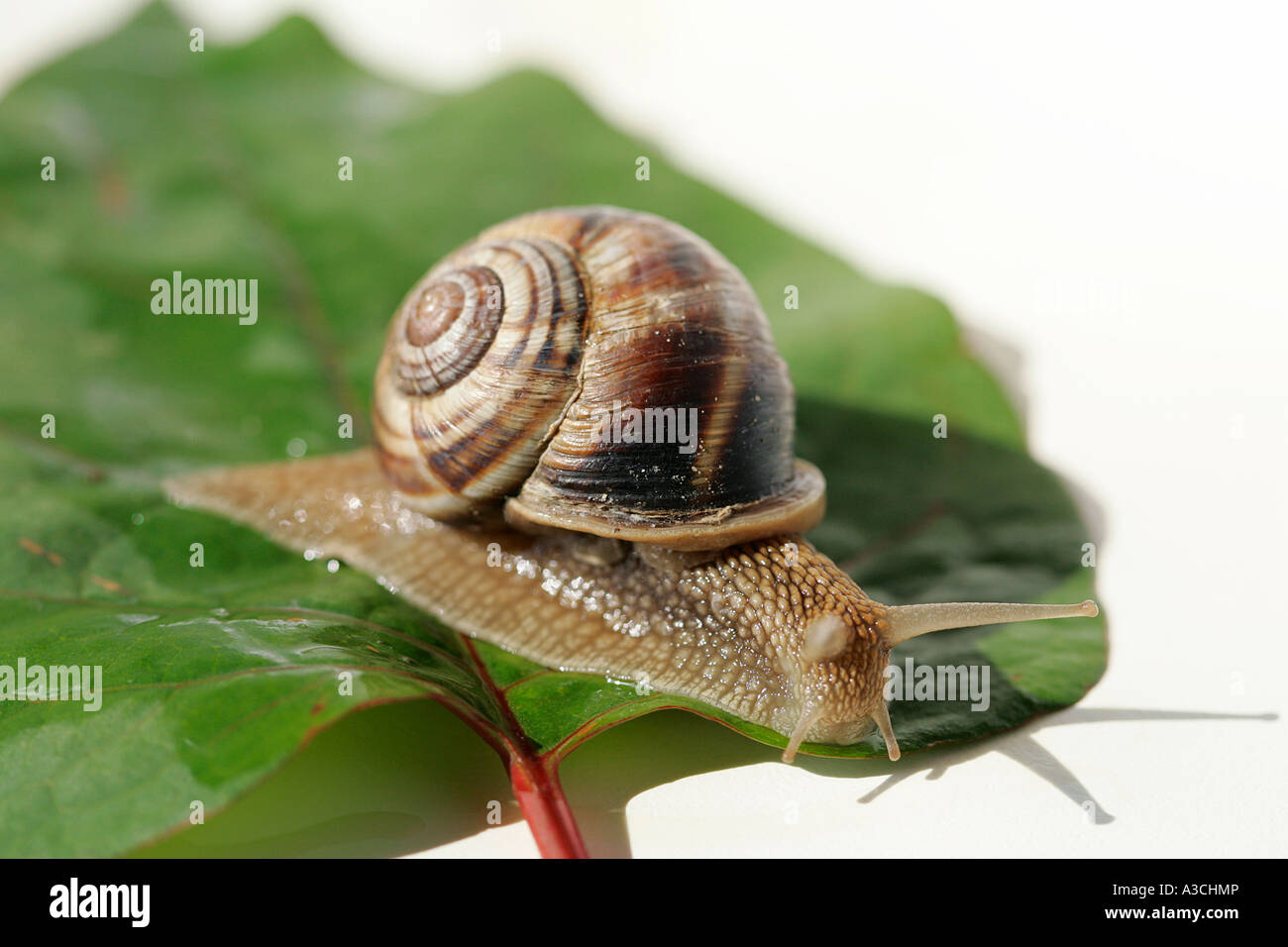 snail shell close up Stock Photo - Alamy