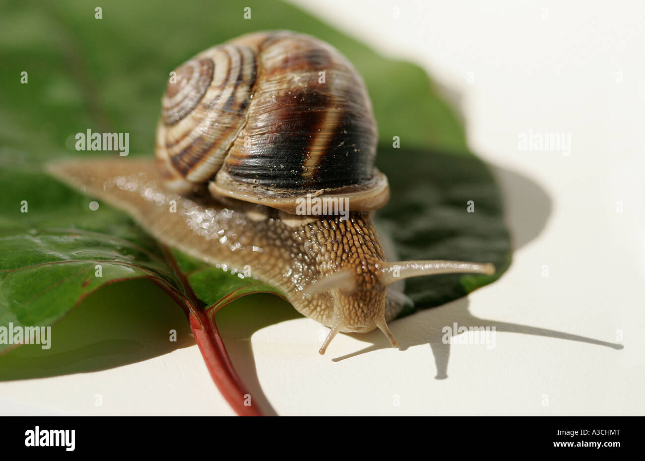 snail shell close up Stock Photo - Alamy