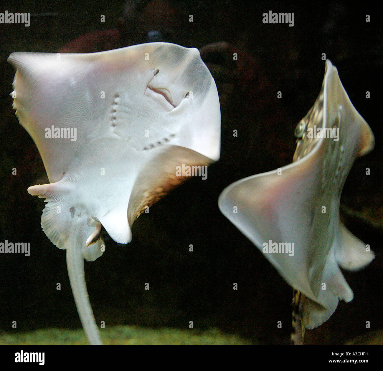Thornback ray fish aquarium Stock Photo - Alamy
