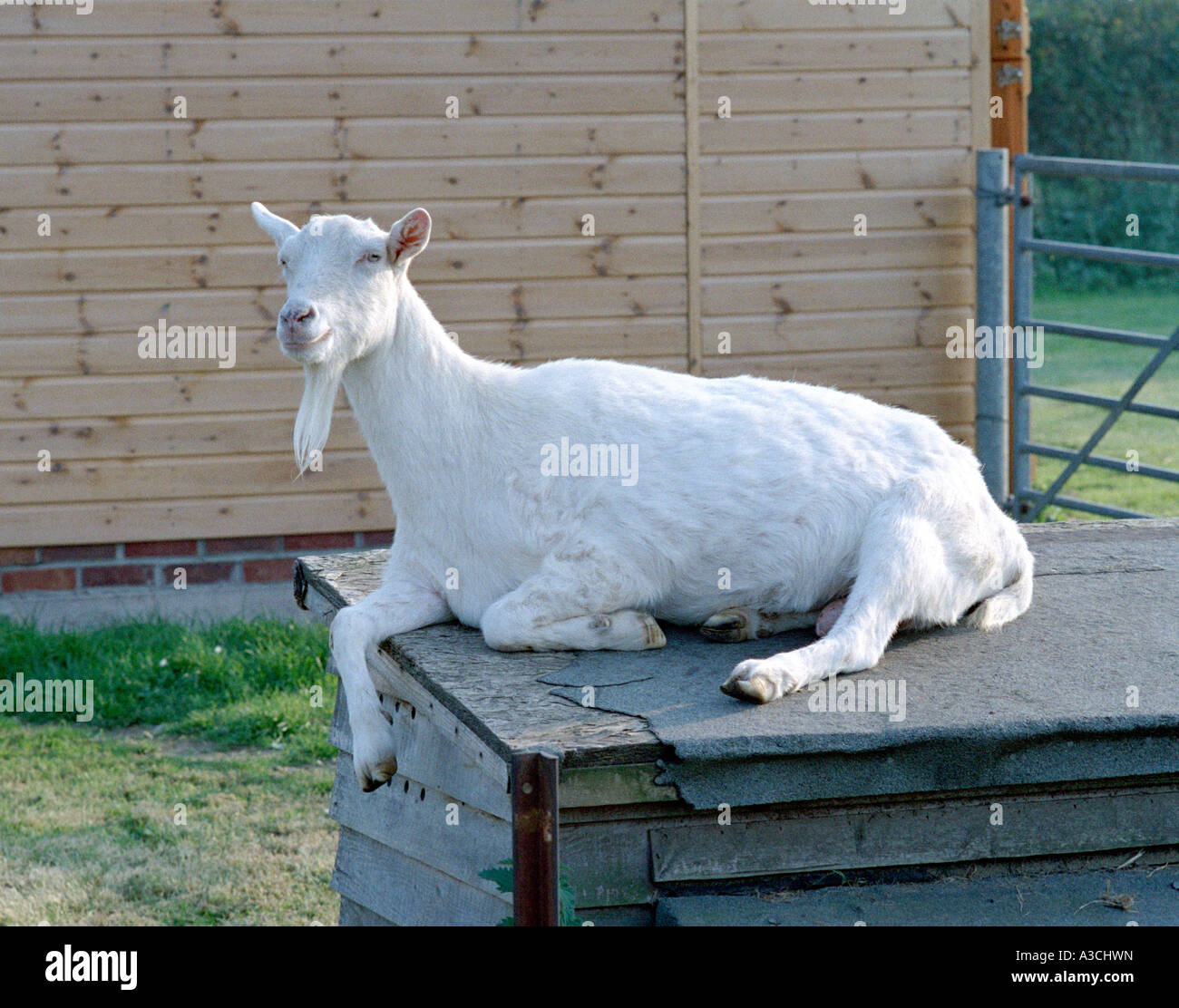 Goat in Norfolk England Stock Photo - Alamy