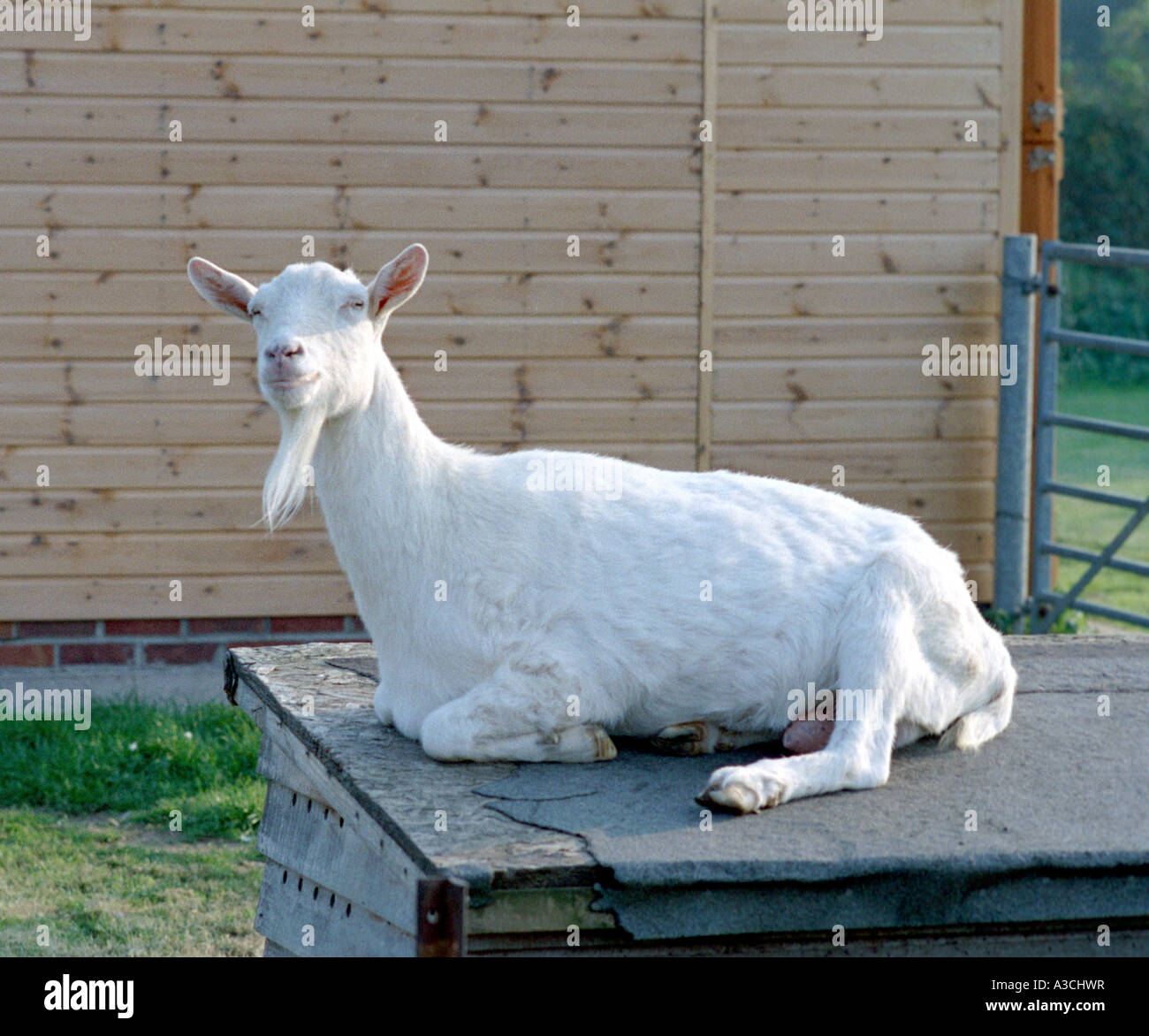Goat in Norfolk England Stock Photo - Alamy