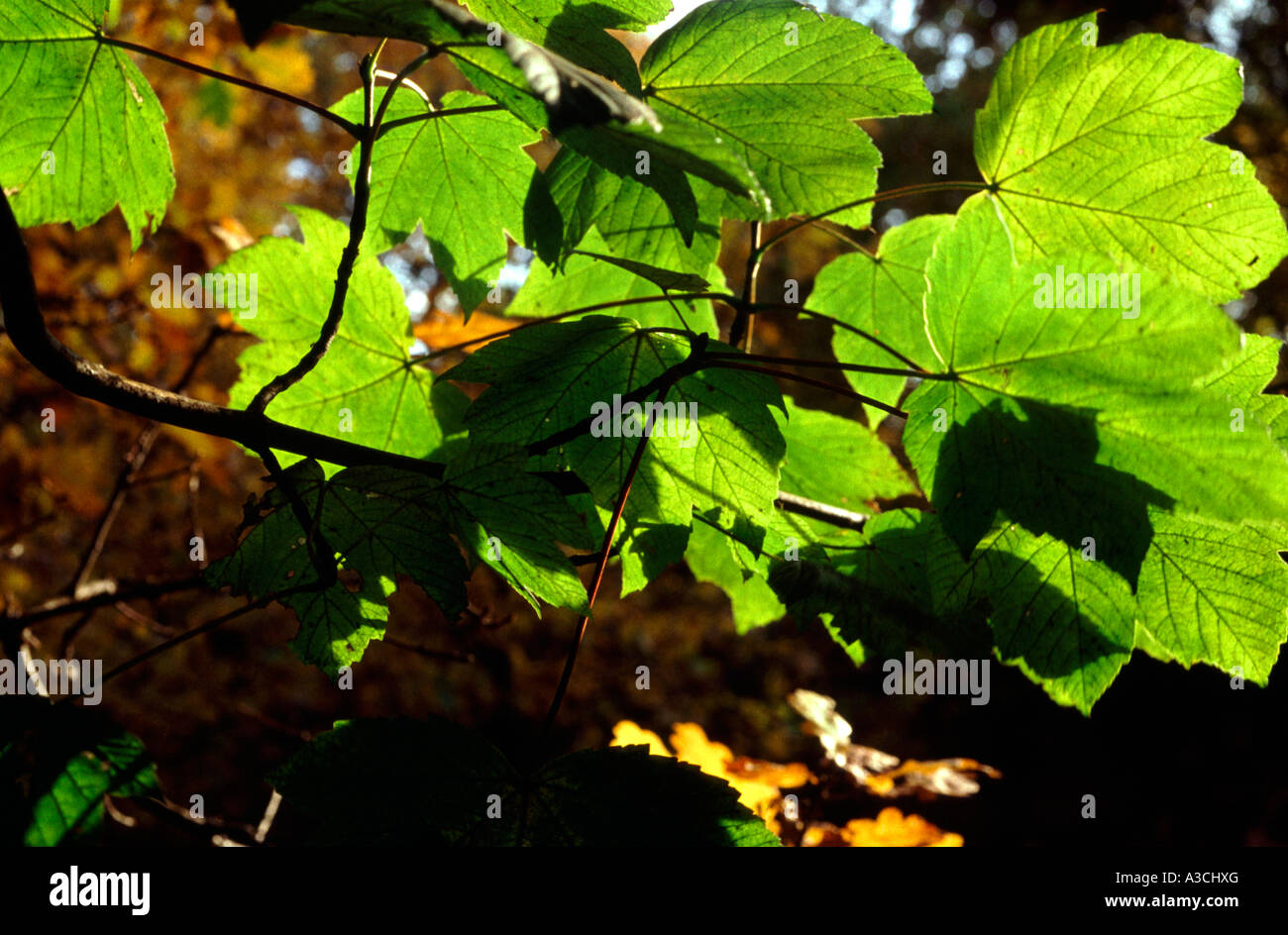 Sun streaming through leaves Stock Photo - Alamy