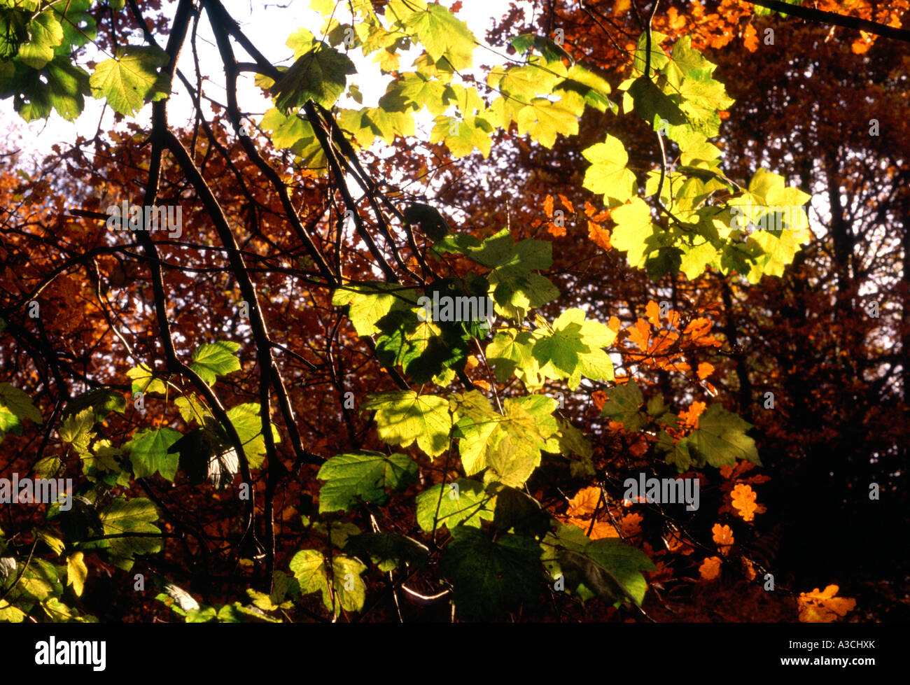 Sun streaming through leaves Stock Photo - Alamy