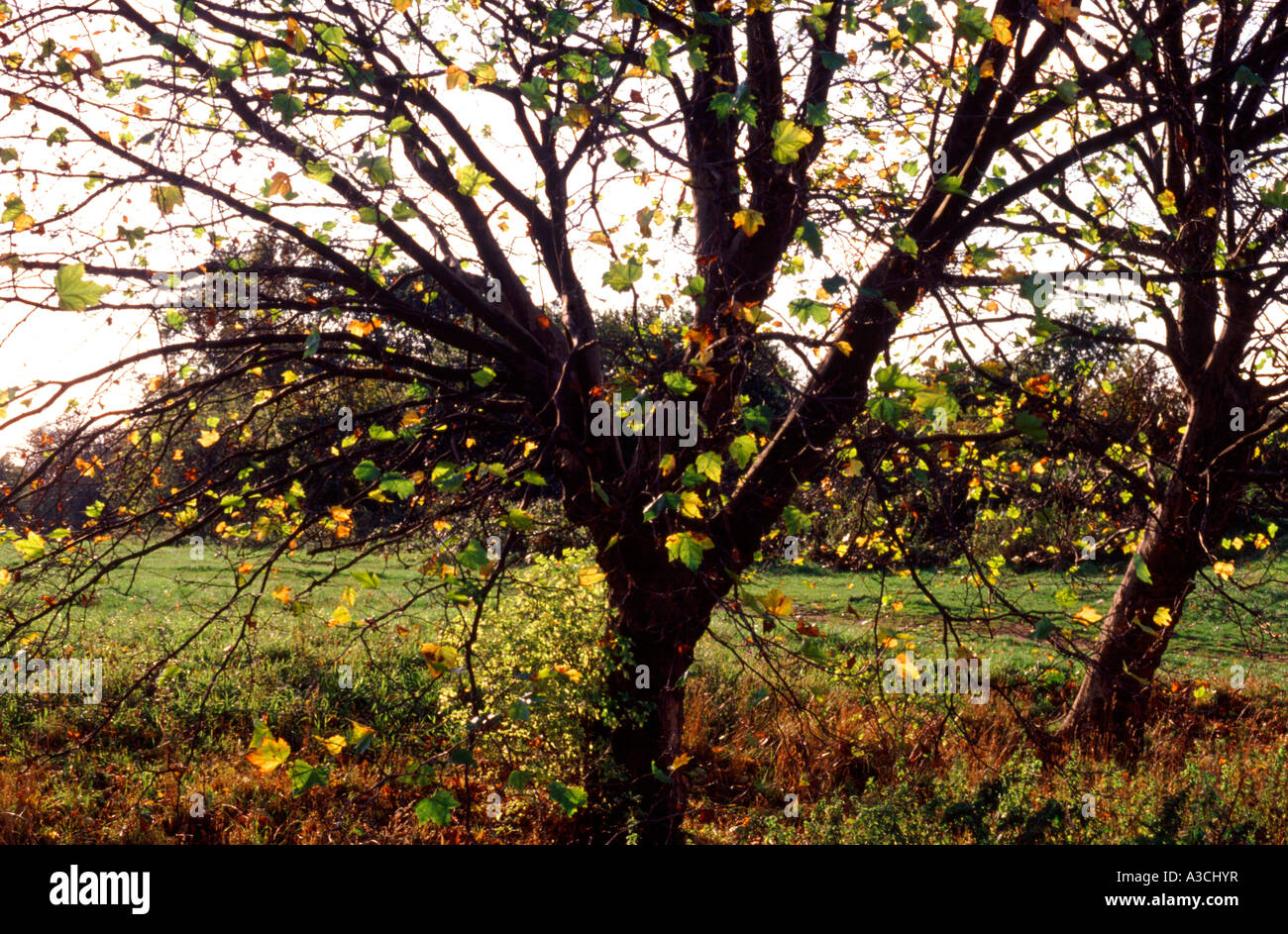 London barnes common barnes hi-res stock photography and images - Alamy