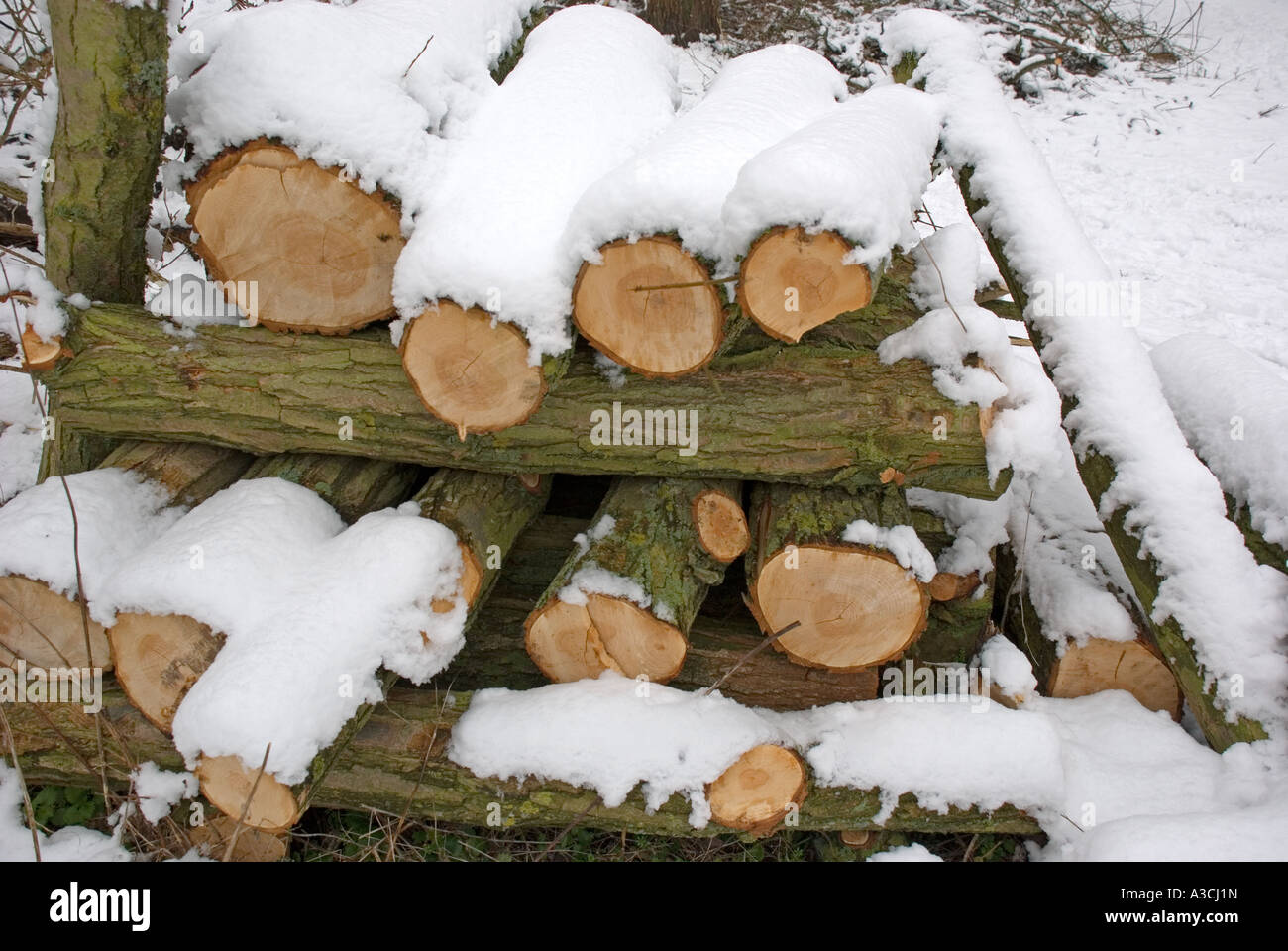 cut logs in the snow Stock Photo - Alamy