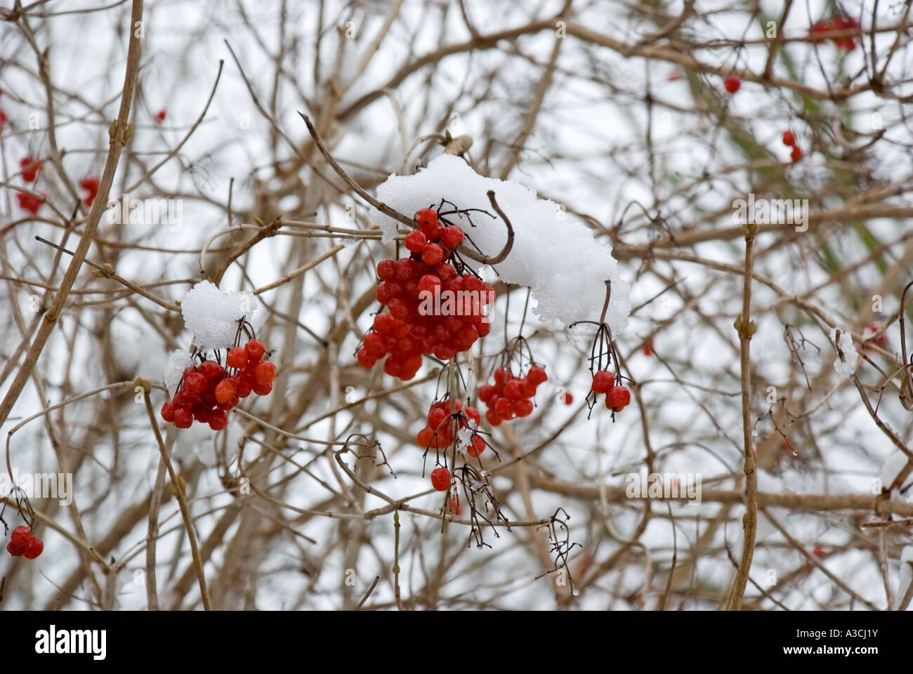 red berries in the snow Stock Photo - Alamy