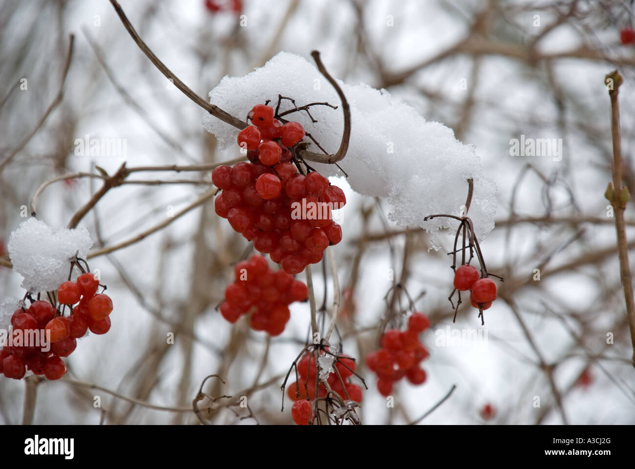 red berries in the snow Stock Photo - Alamy