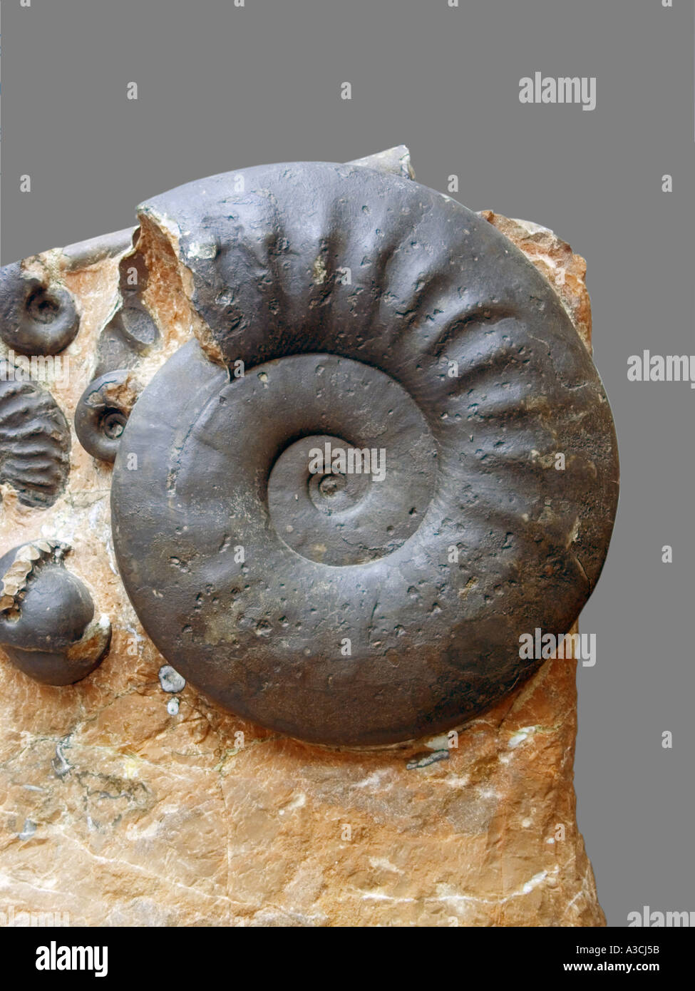 Element extinct ammonite fossil hi-res stock photography and images - Alamy