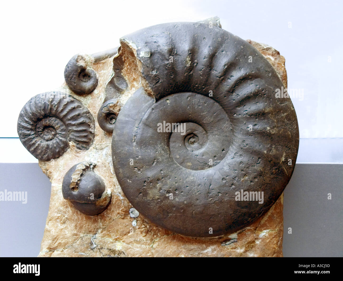 Element extinct ammonite fossil hi-res stock photography and images - Alamy