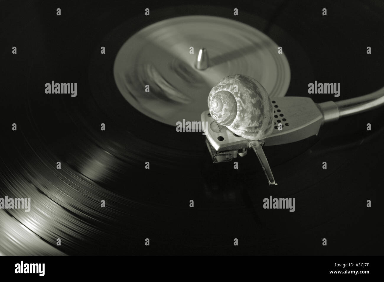 Vinyl record spinning with stylus arm and snail shell black and white photograph Stock Photo - Alamy