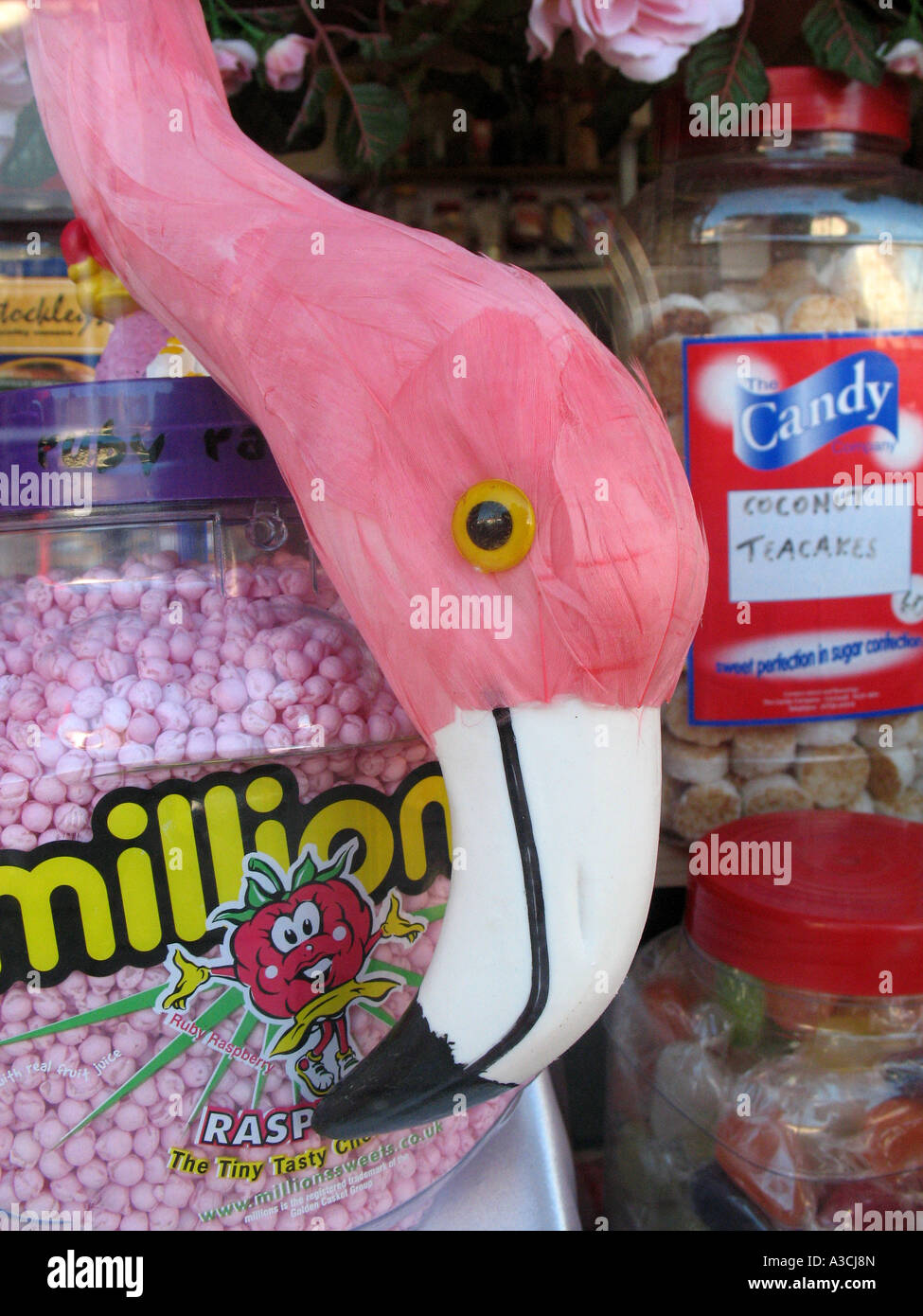 Pink flamingo display in old fashioned sweet shop Hayle Cornwall UK ...