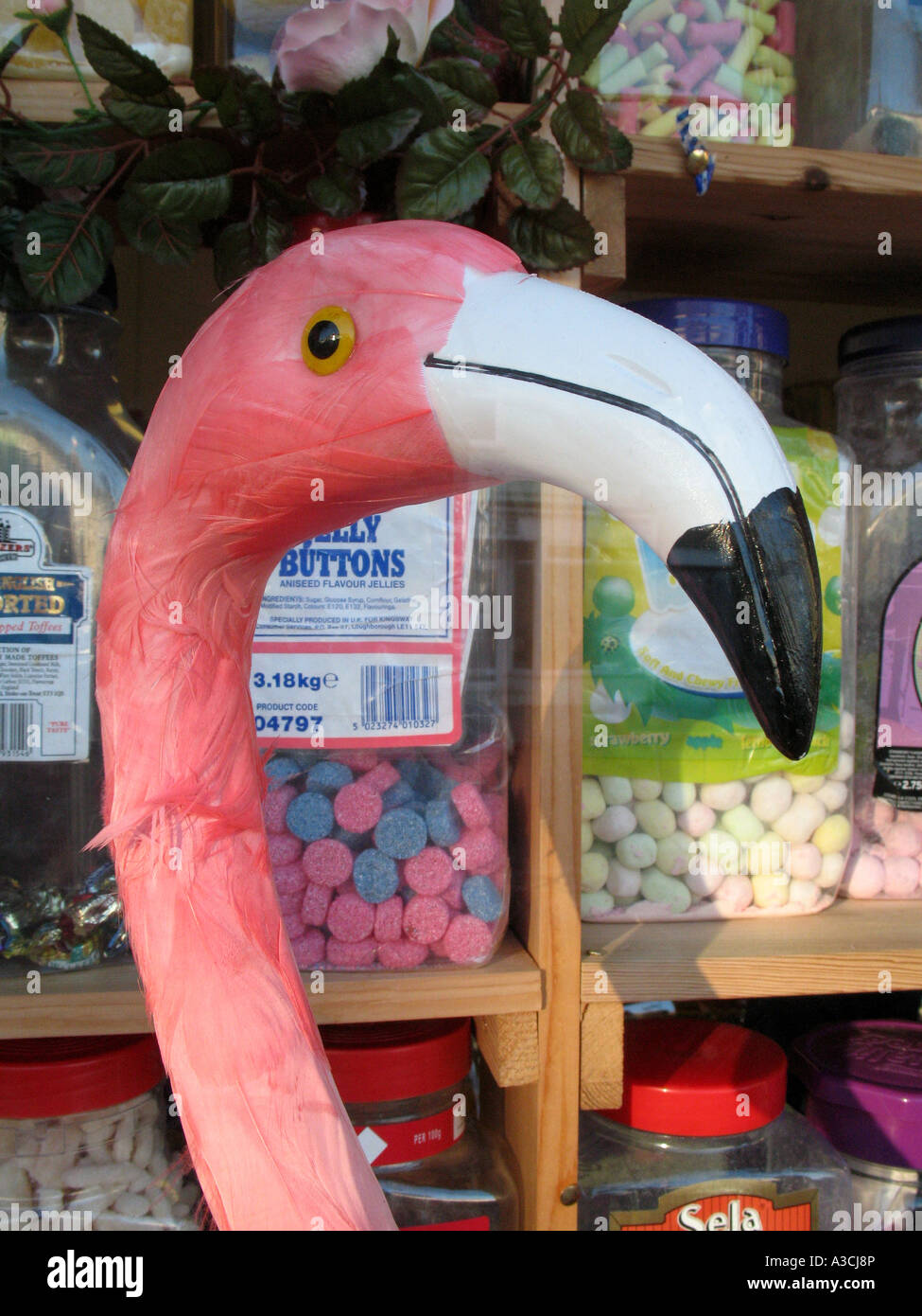 Pink flamingo display in old fashioned sweet shop Hayle Cornwall UK ...
