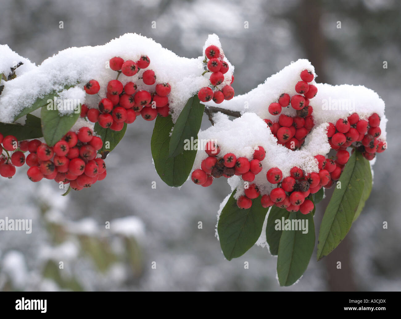 red berries on a tree in the snow Stock Photo - Alamy
