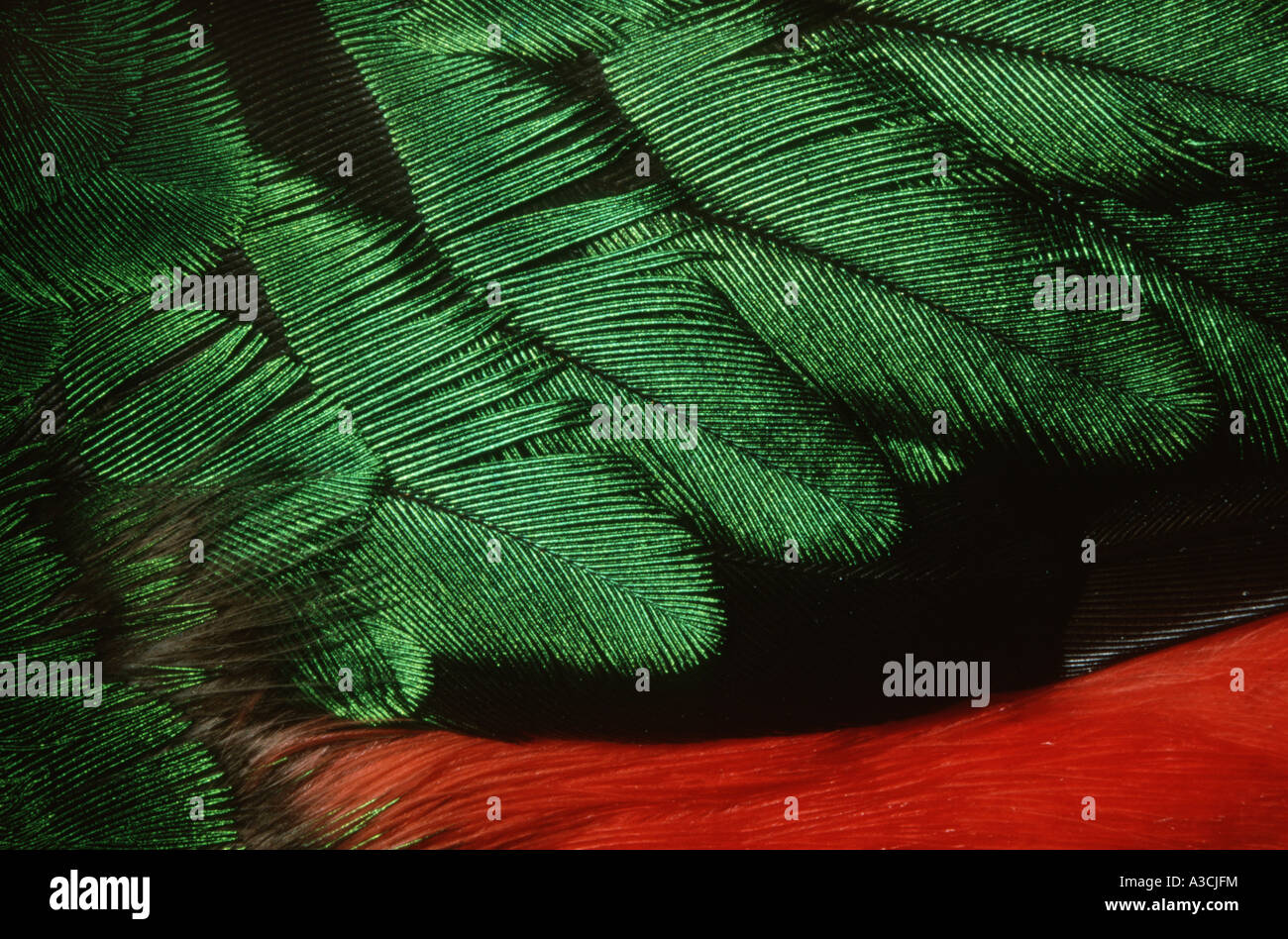golden-headed quetzal (Pharomachrus auriceps), detail of the wings an ...
