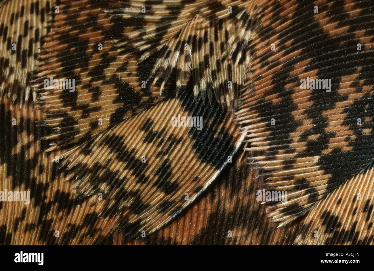 giant eared-nightjar (Lyncornis macrotis), detail of the wings Stock ...