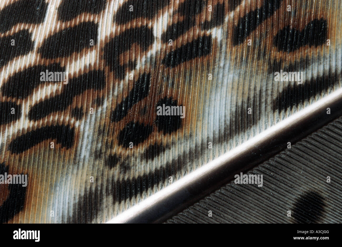 Great argus pheasant hi-res stock photography and images - Alamy