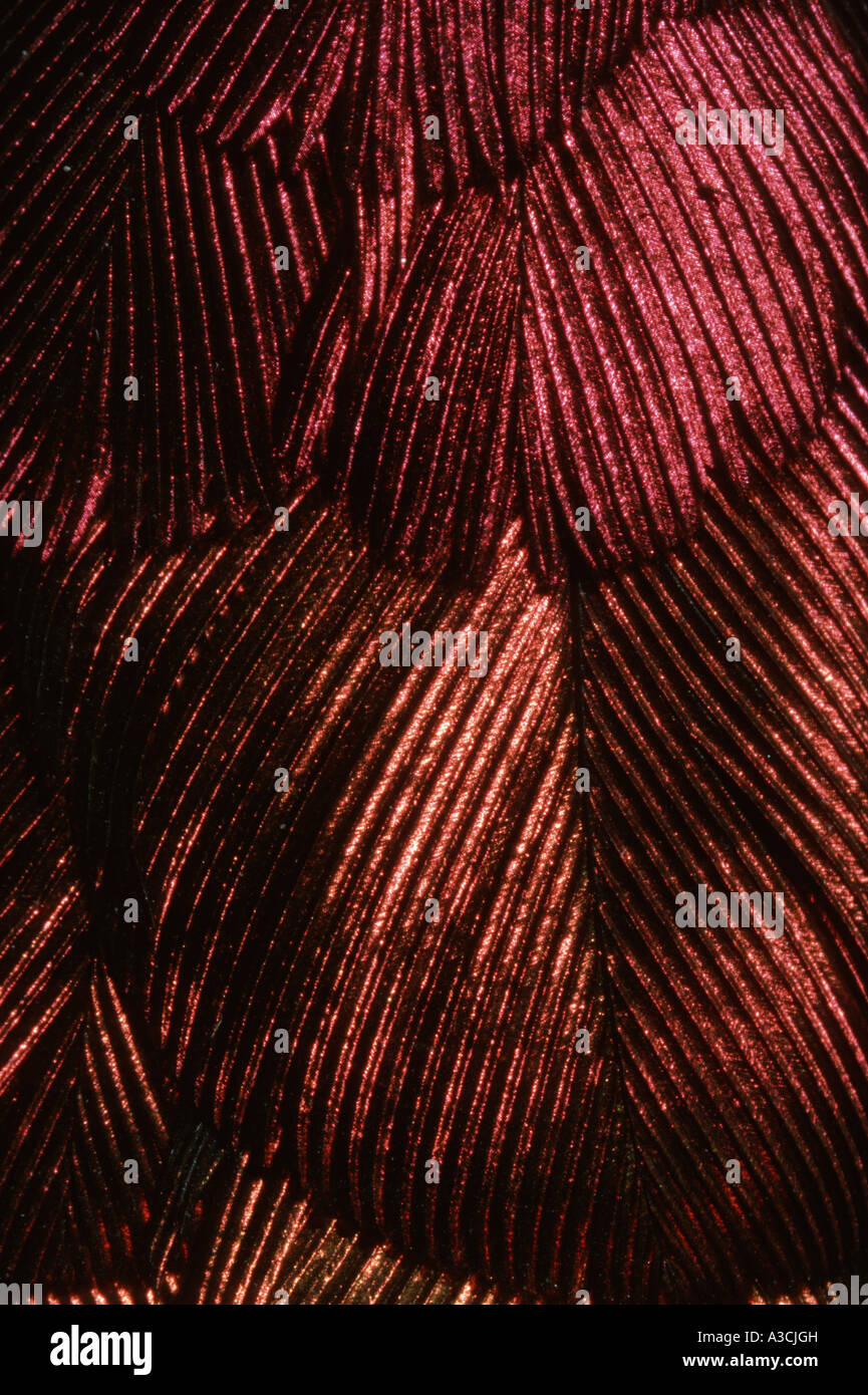 red-tailed comet (Sappho sparganura), back feathers Stock Photo - Alamy