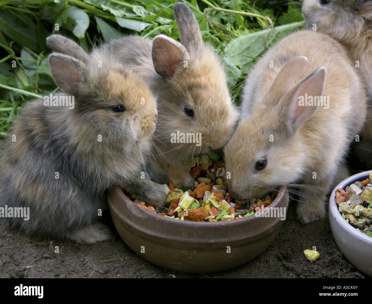 dwarf rabbit (Oryctolagus cuniculus f. domestica), young animals at ...