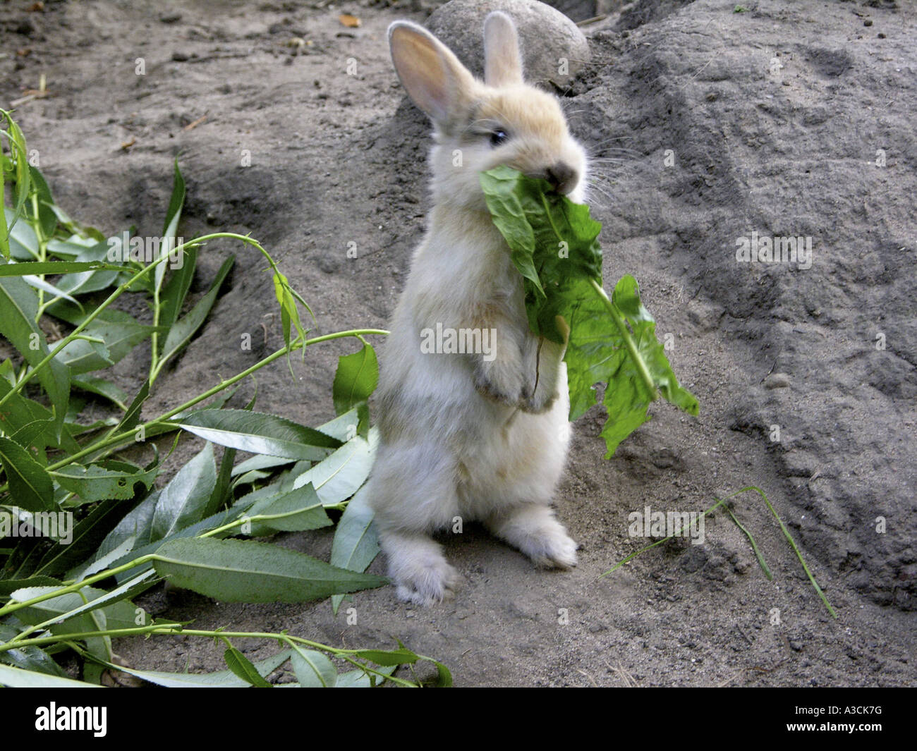 dwarf rabbit (Oryctolagus cuniculus f. domestica), young animal on hind ...