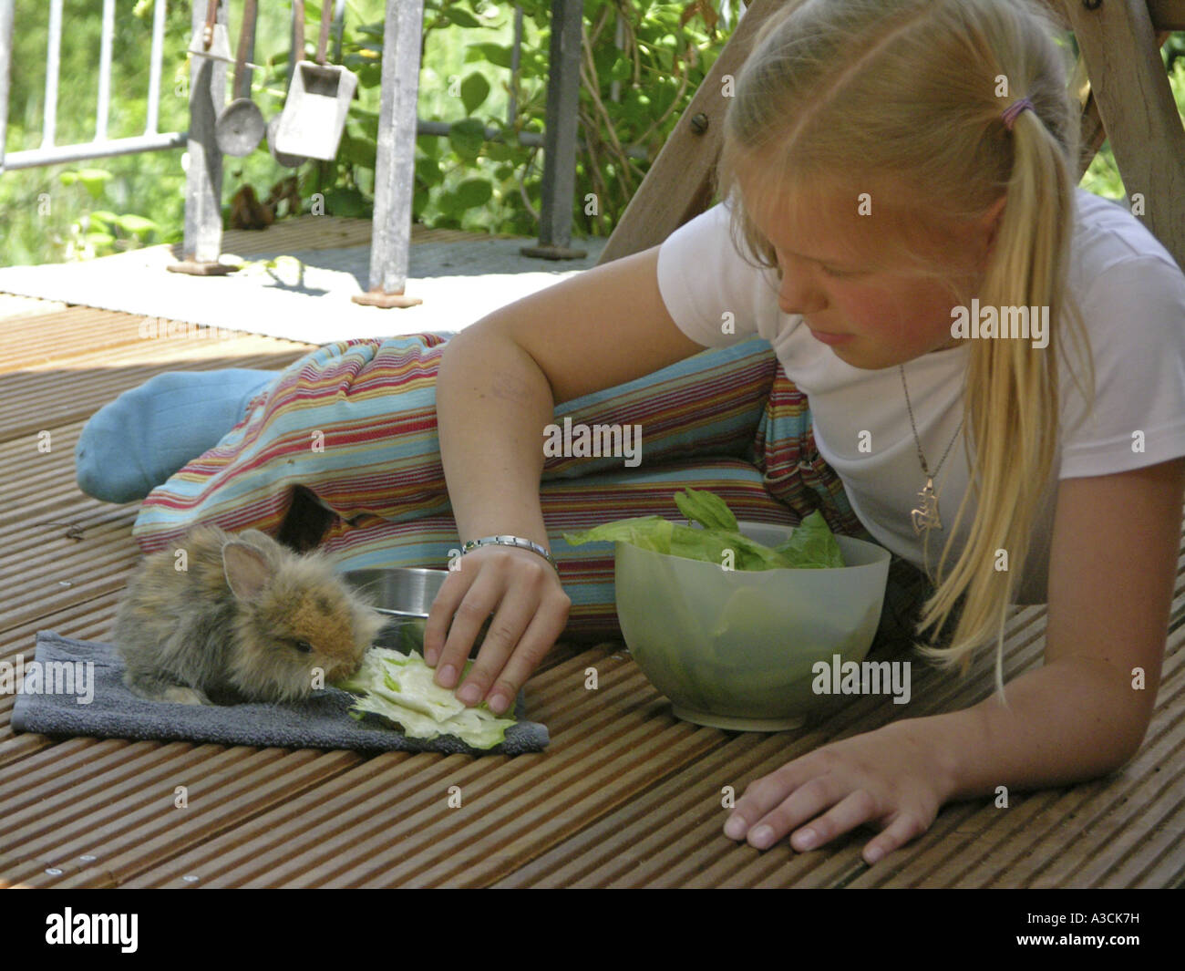 dwarf rabbit (Oryctolagus cuniculus f. domestica), girl feeding young ...