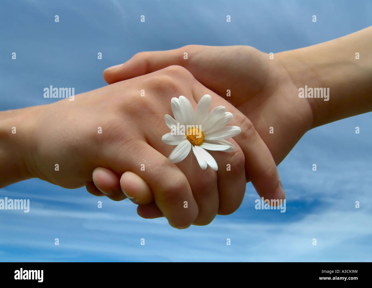 Handshake with daisy Stock Photo - Alamy