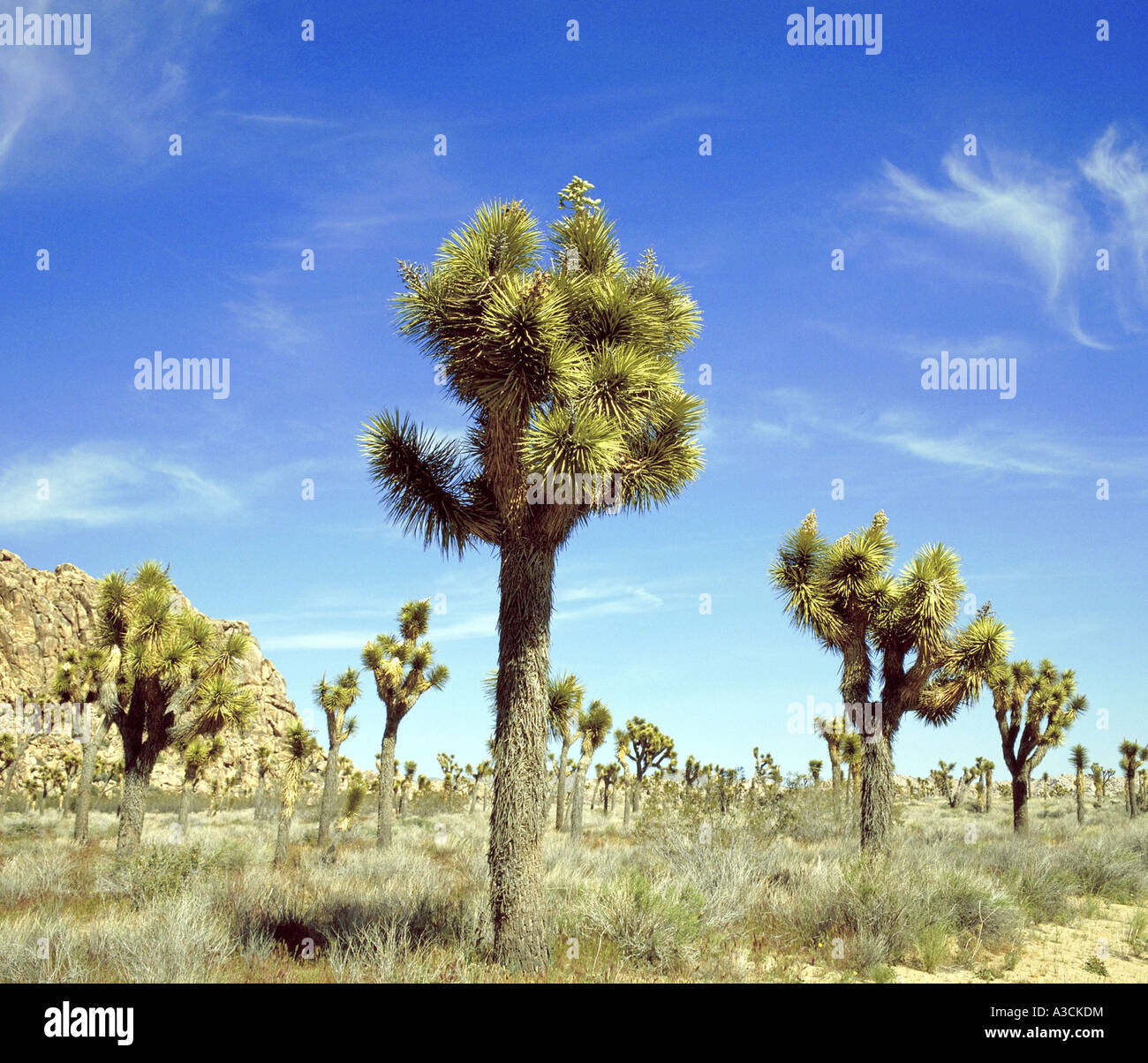 joshua tree (Yucca brevifolia), a group of trees in the semidesert, USA ...
