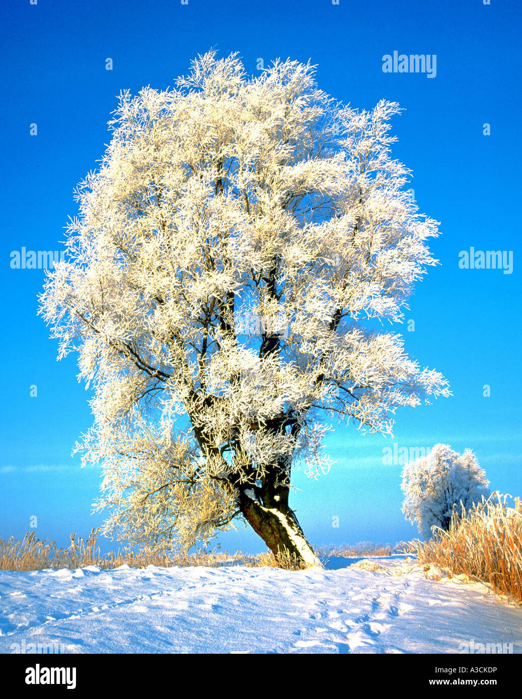 Tree with Ice in Wintertime, Germany Stock Photo - Alamy
