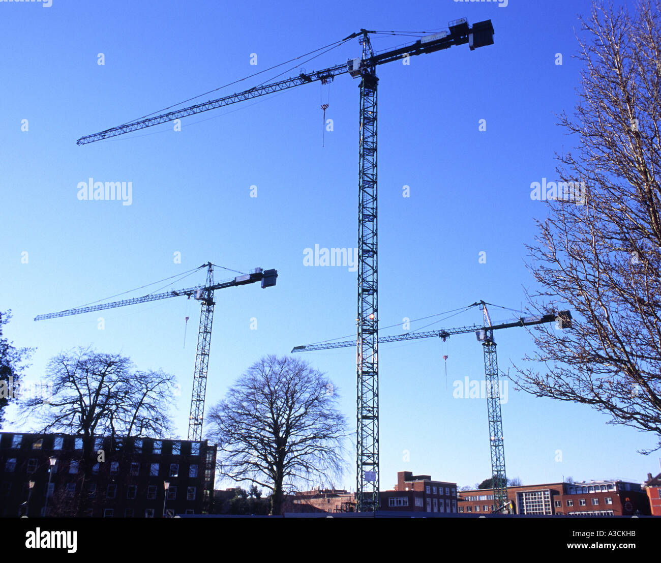 Cranes, Exeter, Devon Stock Photo - Alamy