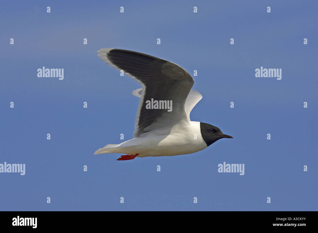 little gull (Larus minutus), flying, Finland Stock Photo - Alamy