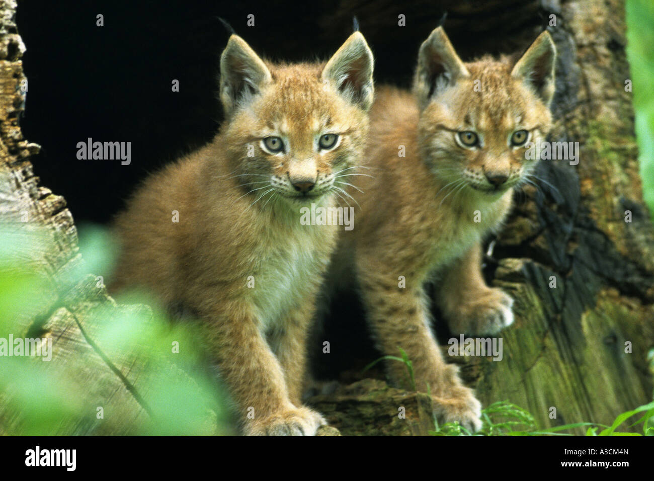 Eurasian lynx (Lynx lynx), two animal babies watching out of a tree ...