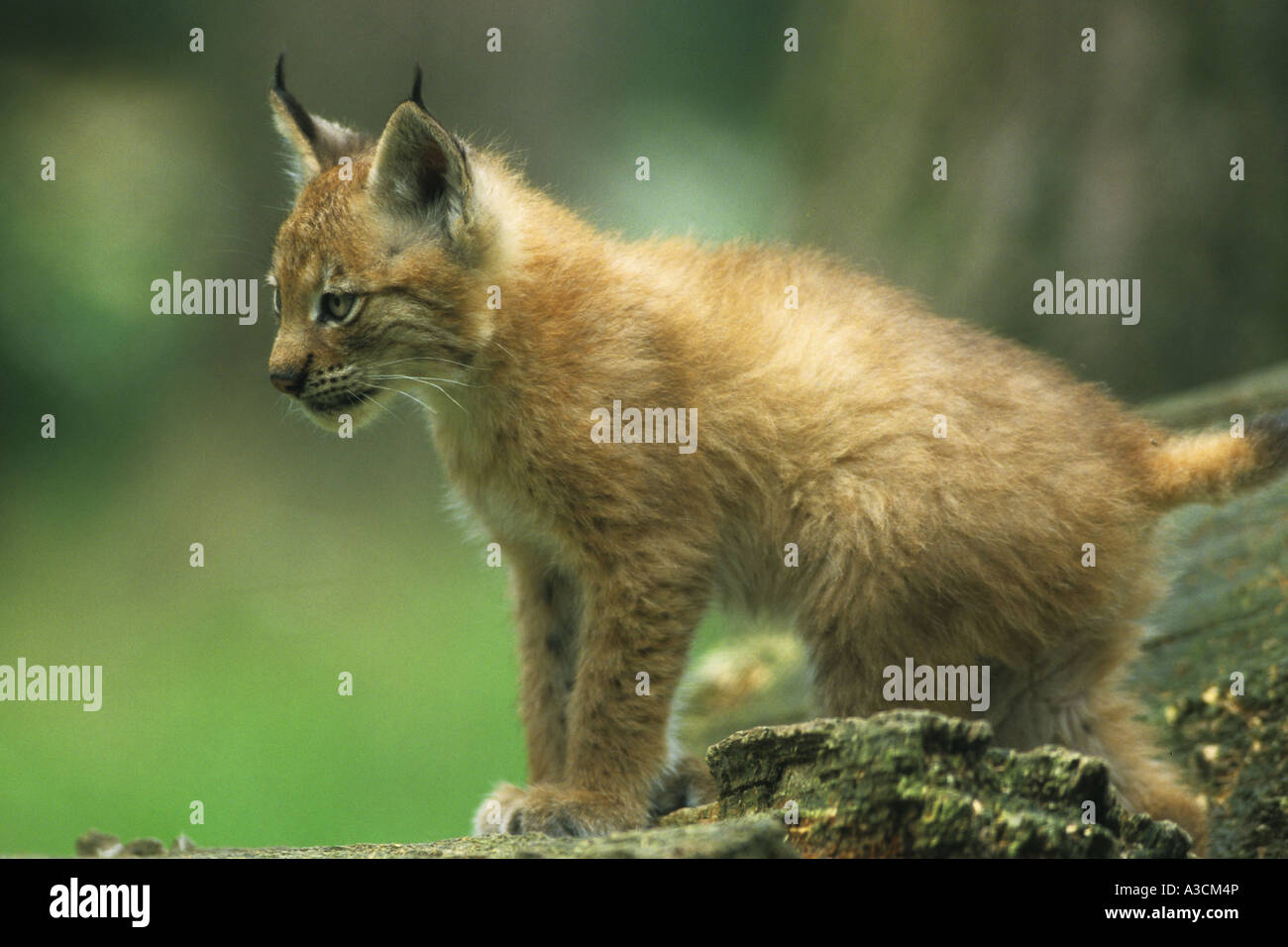 Eurasian lynx (Lynx lynx), animal baby, Germany Stock Photo - Alamy