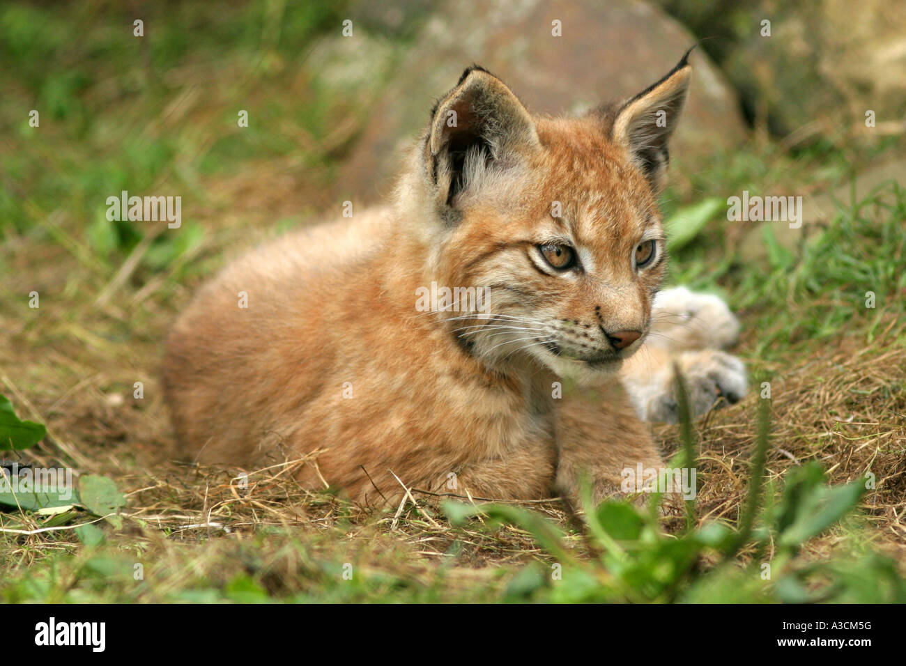 Eurasian lynx (Lynx lynx), animal baby lying on the ground, resting ...