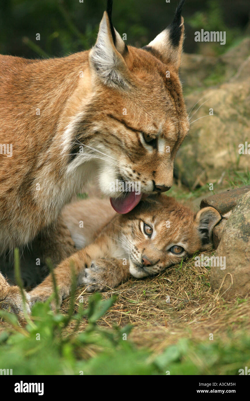 Mother and baby lynx hi-res stock photography and images - Alamy