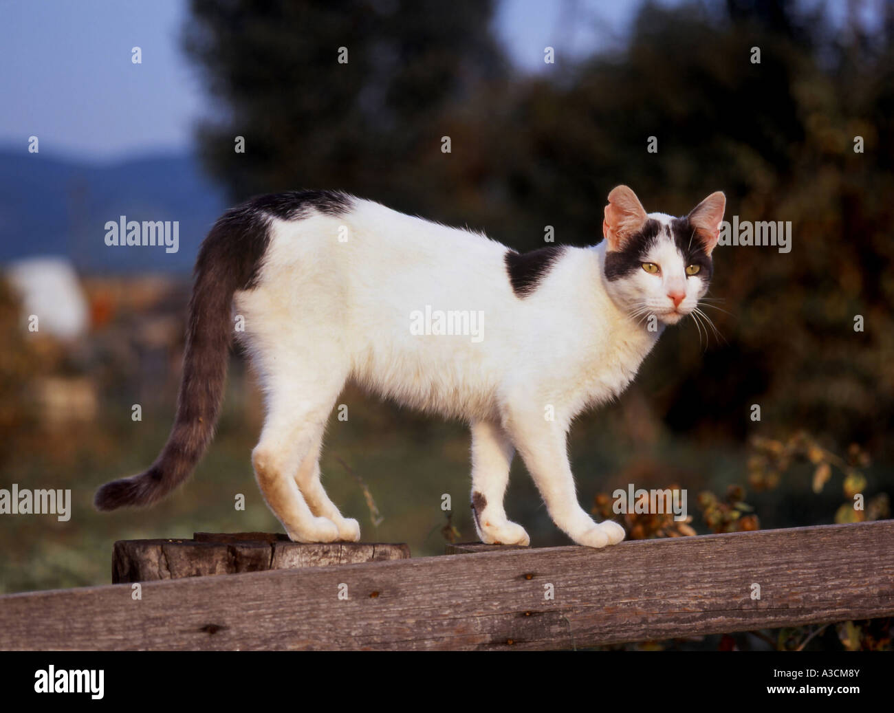 domestic cat, house cat (Felis silvestris f. catus), black and white ...