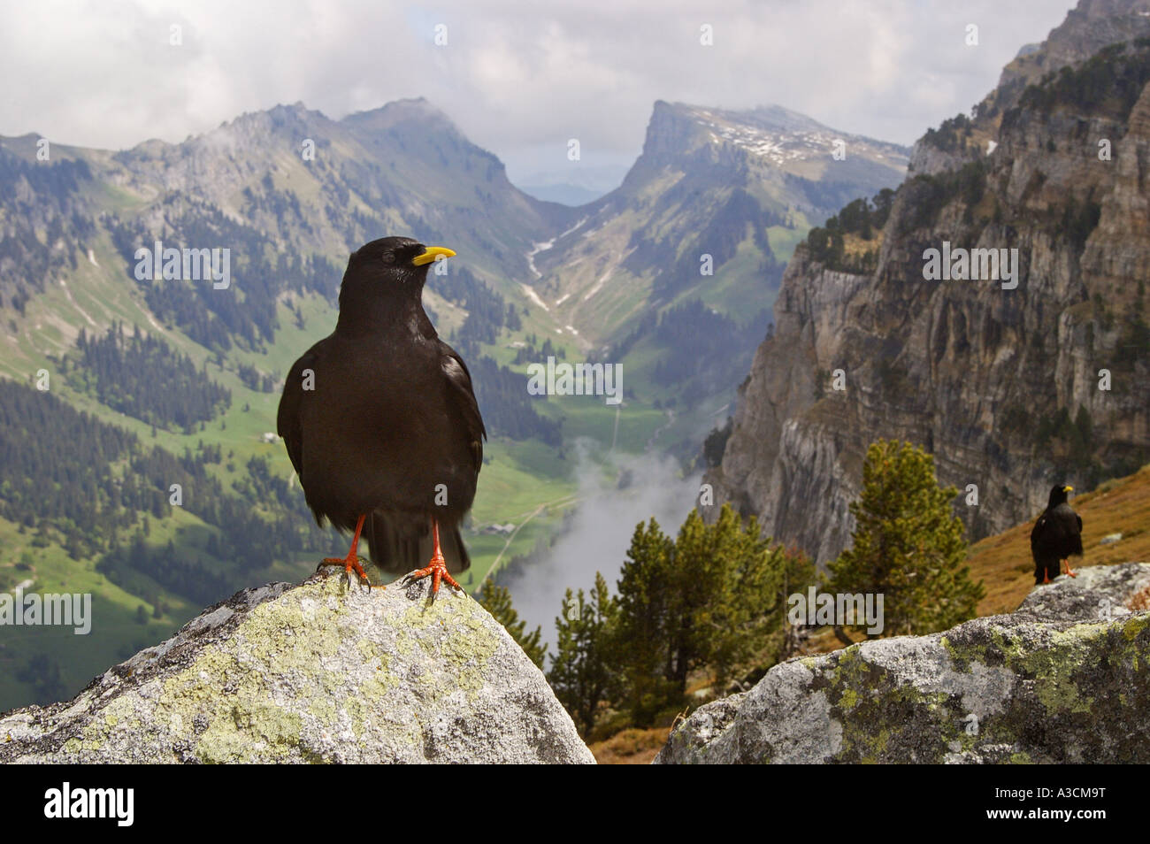 alpine chough (Pyrrhocorax graculus), sitting on a rock in mountain ...