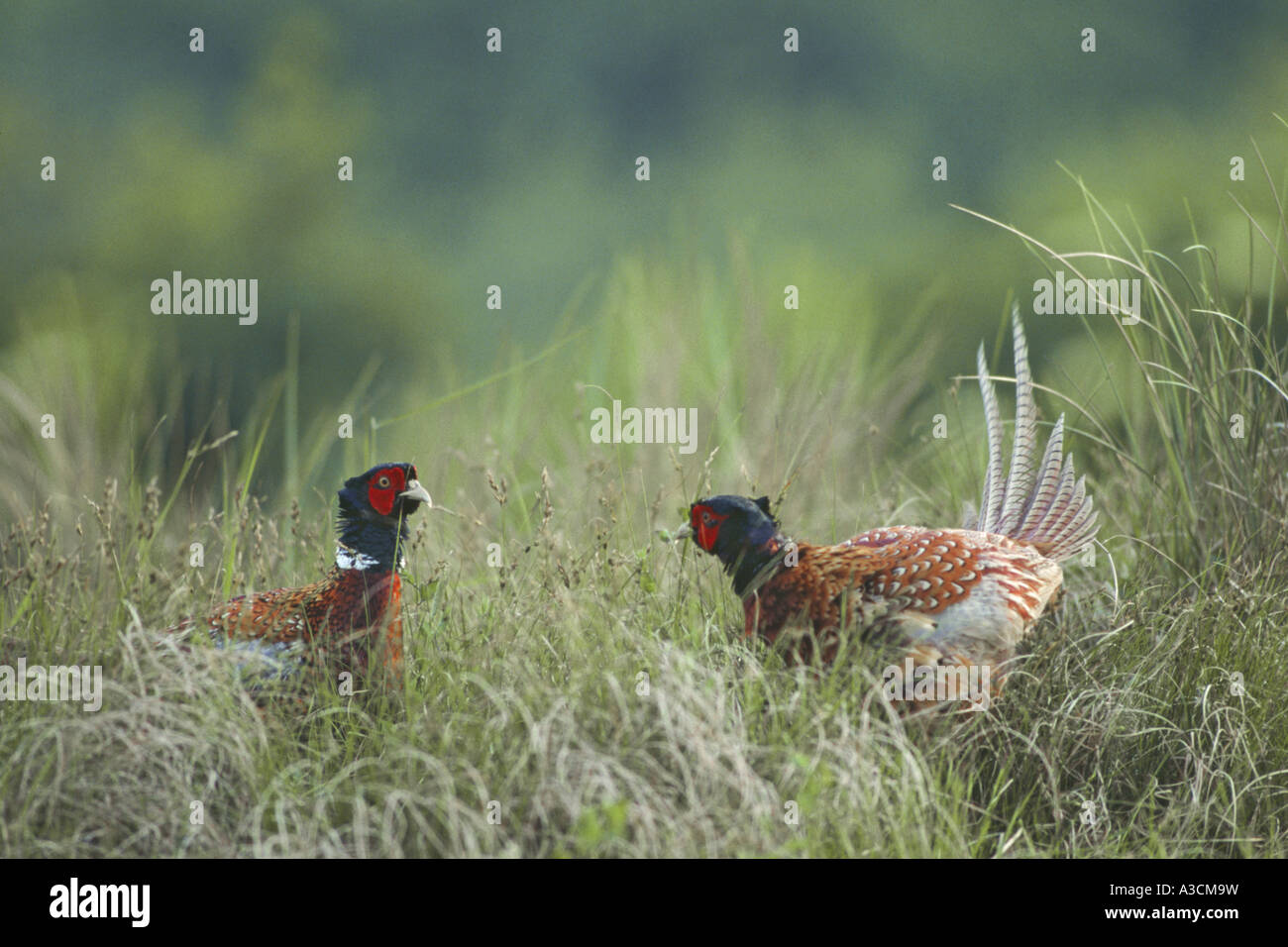 common pheasant, Caucasus Pheasant, Caucasian Pheasant (Phasianus ...