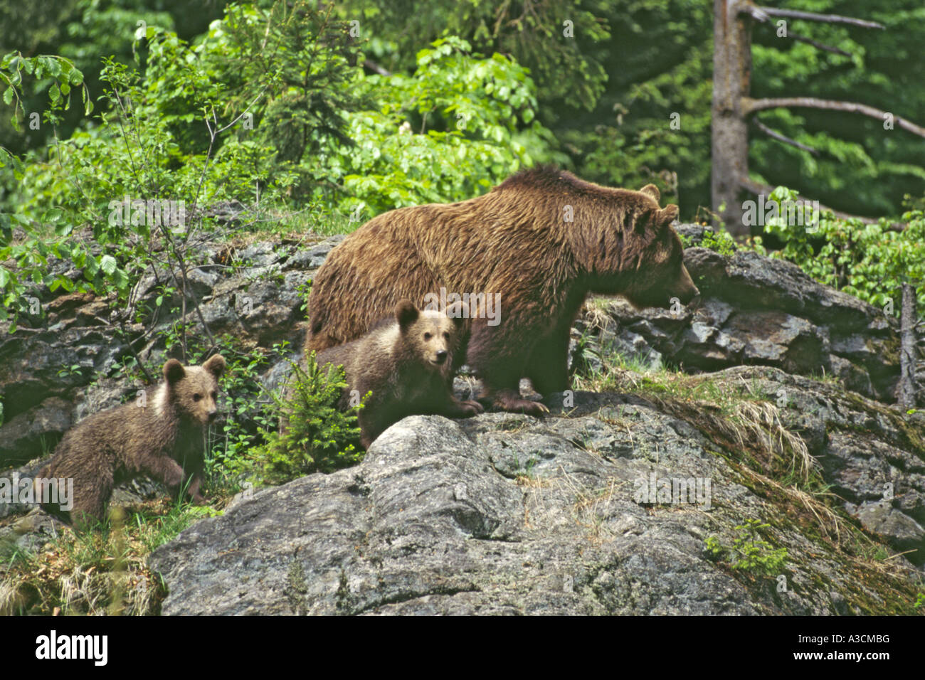 European brown bear (Ursus arctos arctos), female with cubs Stock Photo ...