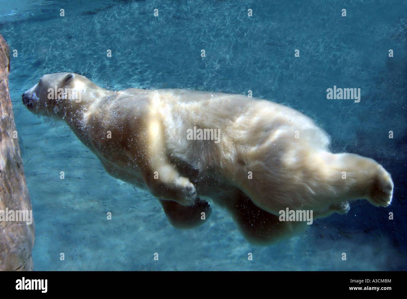 polar bear (Ursus maritimus), diving Stock Photo - Alamy