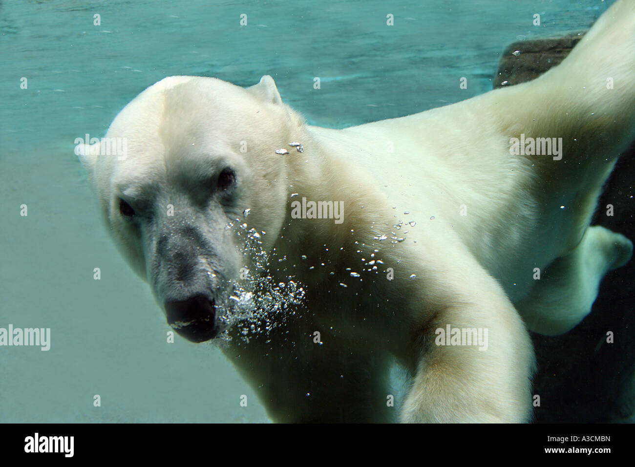 polar bear (Ursus maritimus), diving Stock Photo - Alamy