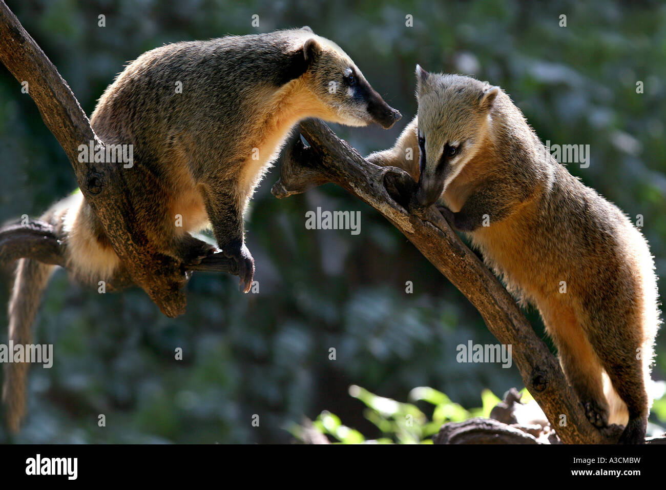 coatimundi, common coati, brown-nosed coati (Nasua nasua), two climbing ...