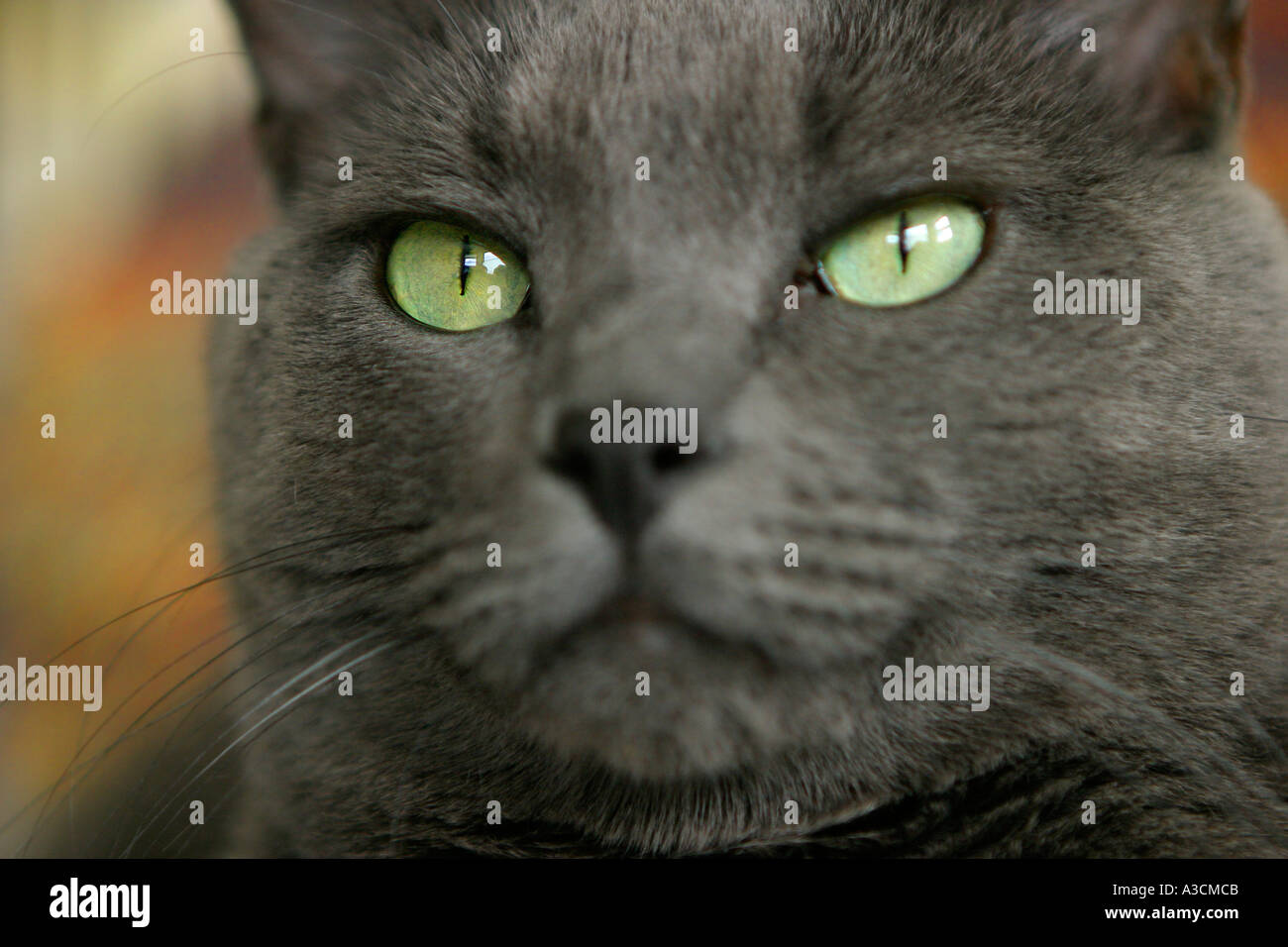 Gray Cat Face Stock Photo - Alamy