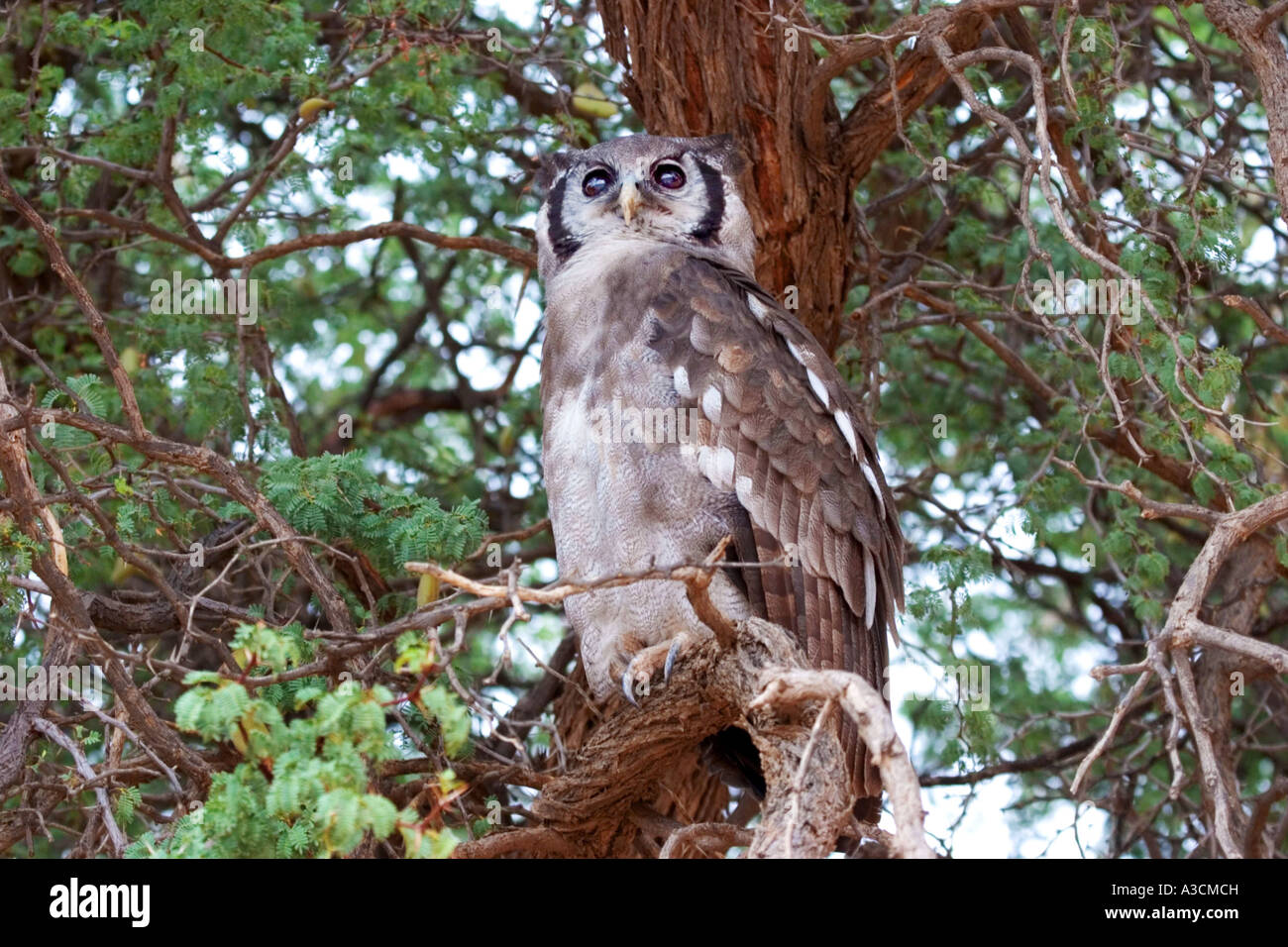 verreaux's eagle owl, Giant Eagle Owl (Bubo lacteus), on branch ...