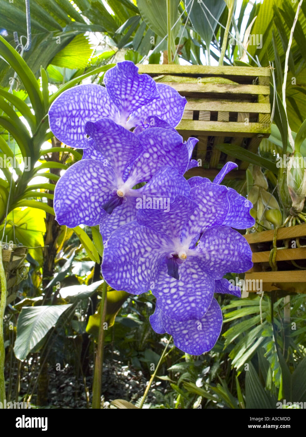 Orchid flower tropical botanic garden breakable fragile plant biology ...