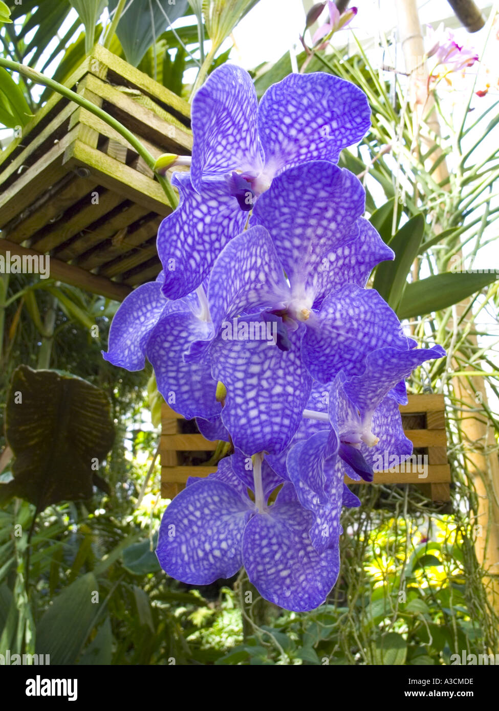 Orchid flower tropical botanic garden breakable fragile plant biology ...