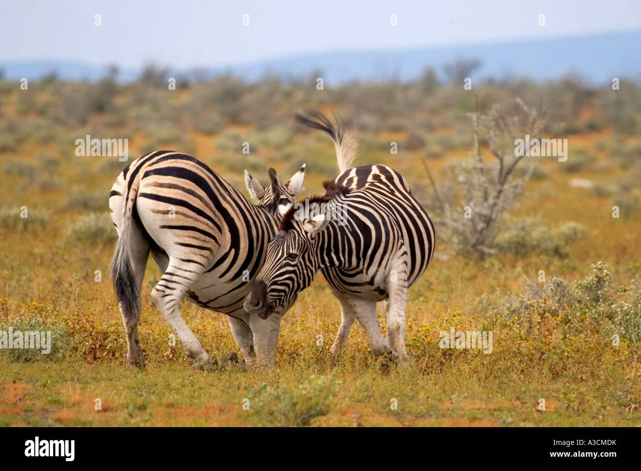 Boehm's zebra, Grant's zebra (Equus quagga boehmi, Equus quagga granti ...