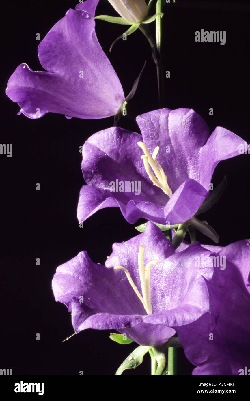 peach-leaved bellflower (Campanula persicifolia), flowers Stock Photo ...