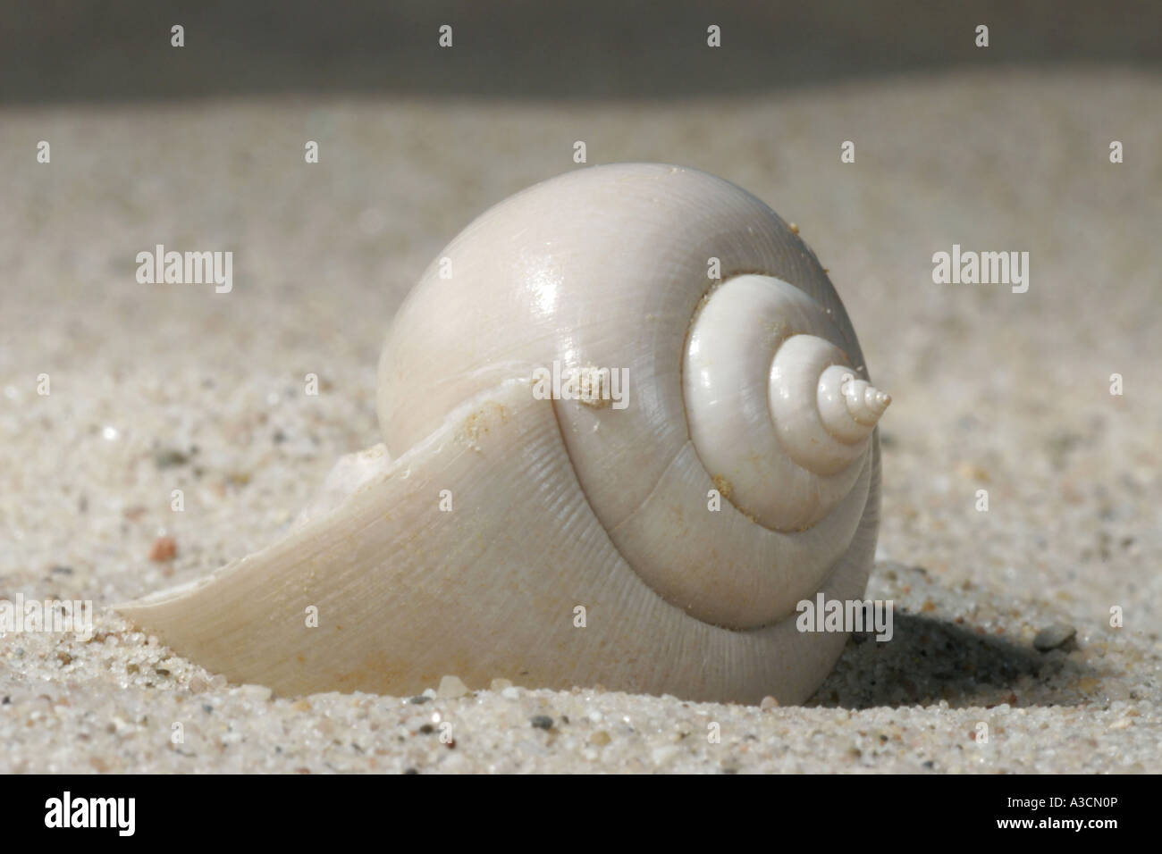 Gastropod fossil hi-res stock photography and images - Alamy