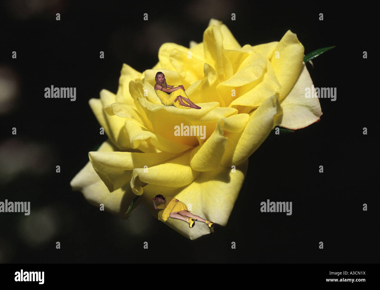 rose (Rosa spec.), two women in yellow dress lying in a yellow rose ...