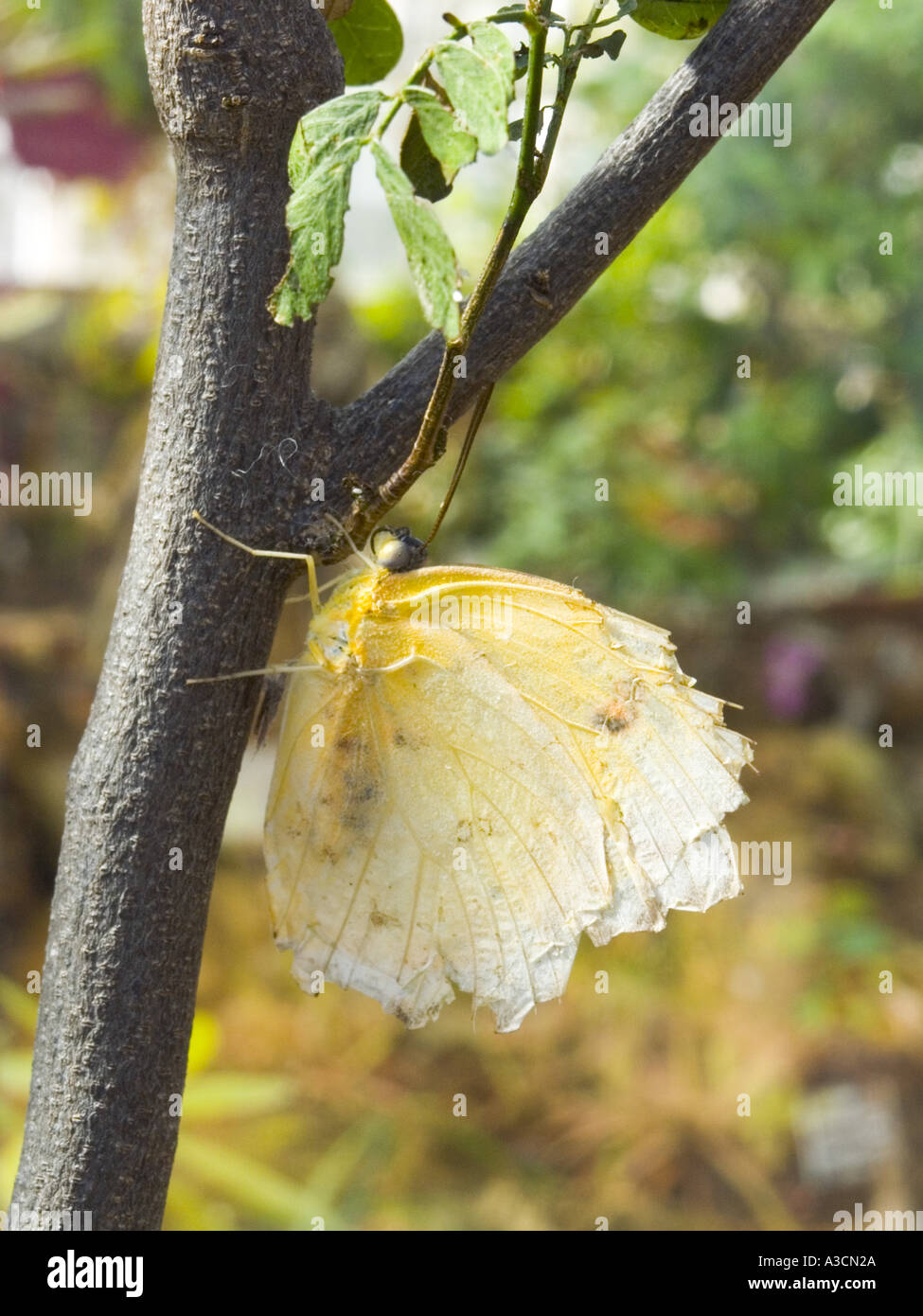 Taiwan Sulphurs butterfly Stock Photo - Alamy